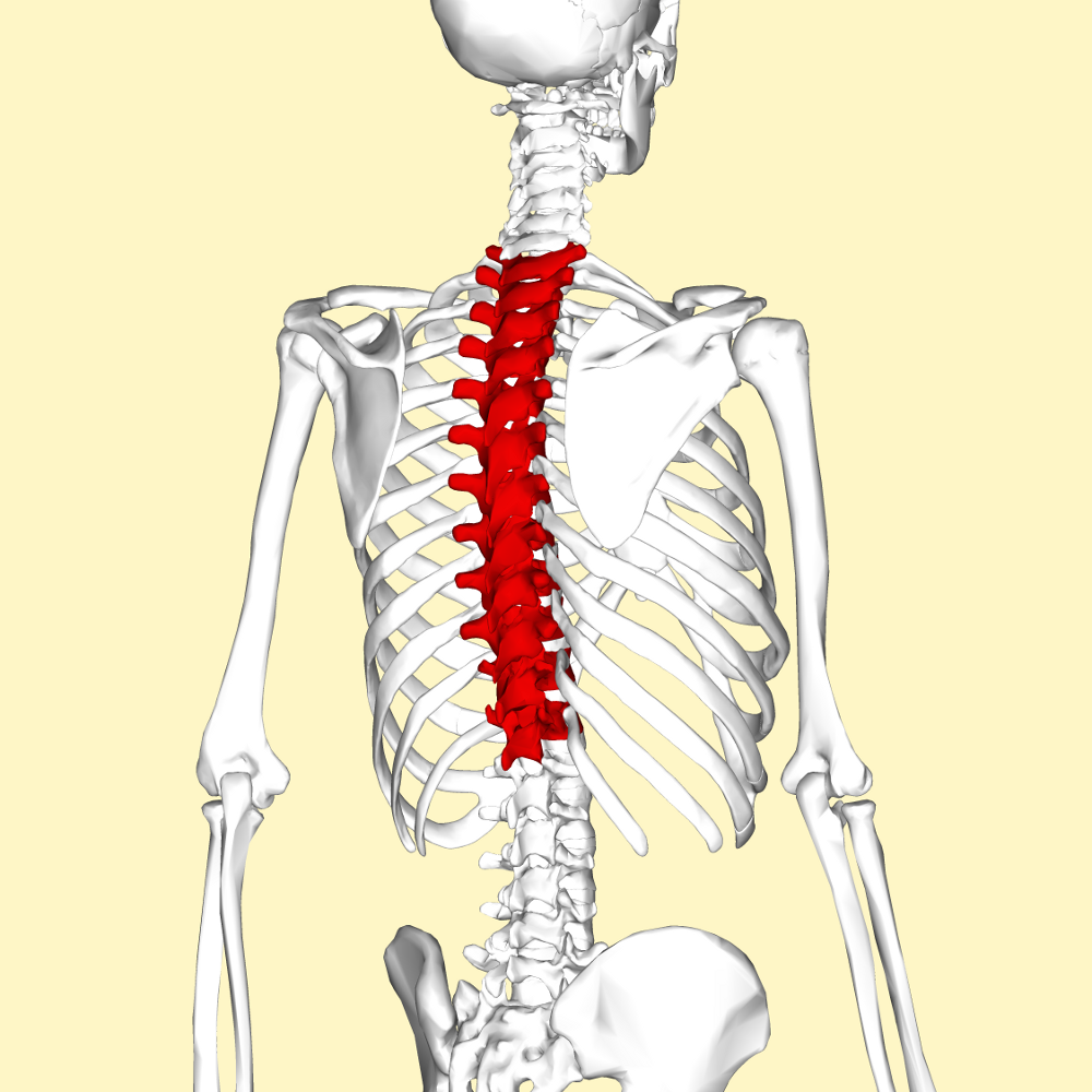 Columna vertebral - Página 7 | Doctuo